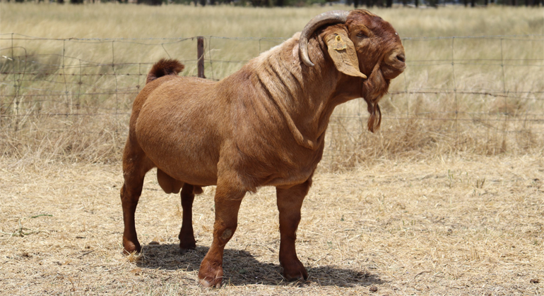 Our Livestock - Livestock